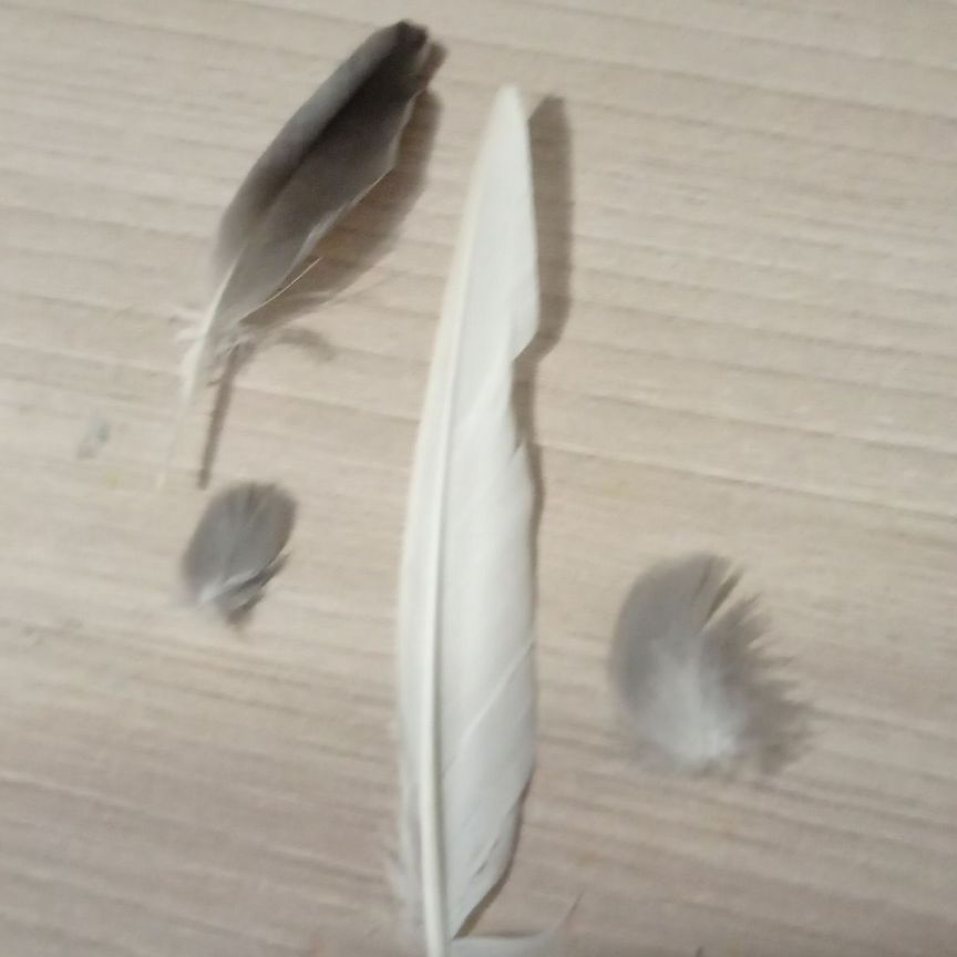 Перья бесщекой кореллы