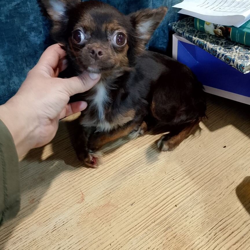 Чихуахуа, щенок