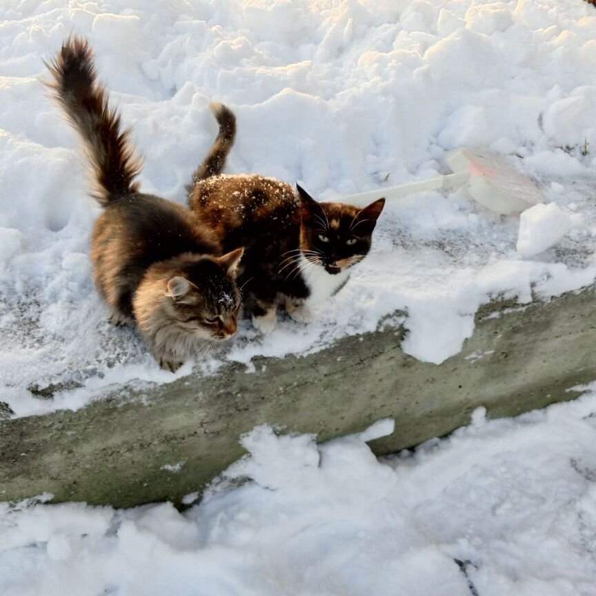 Отдам кошек