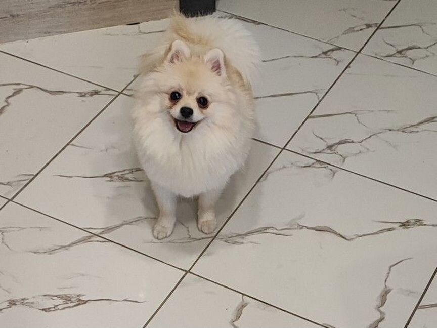 Померанский шпиц