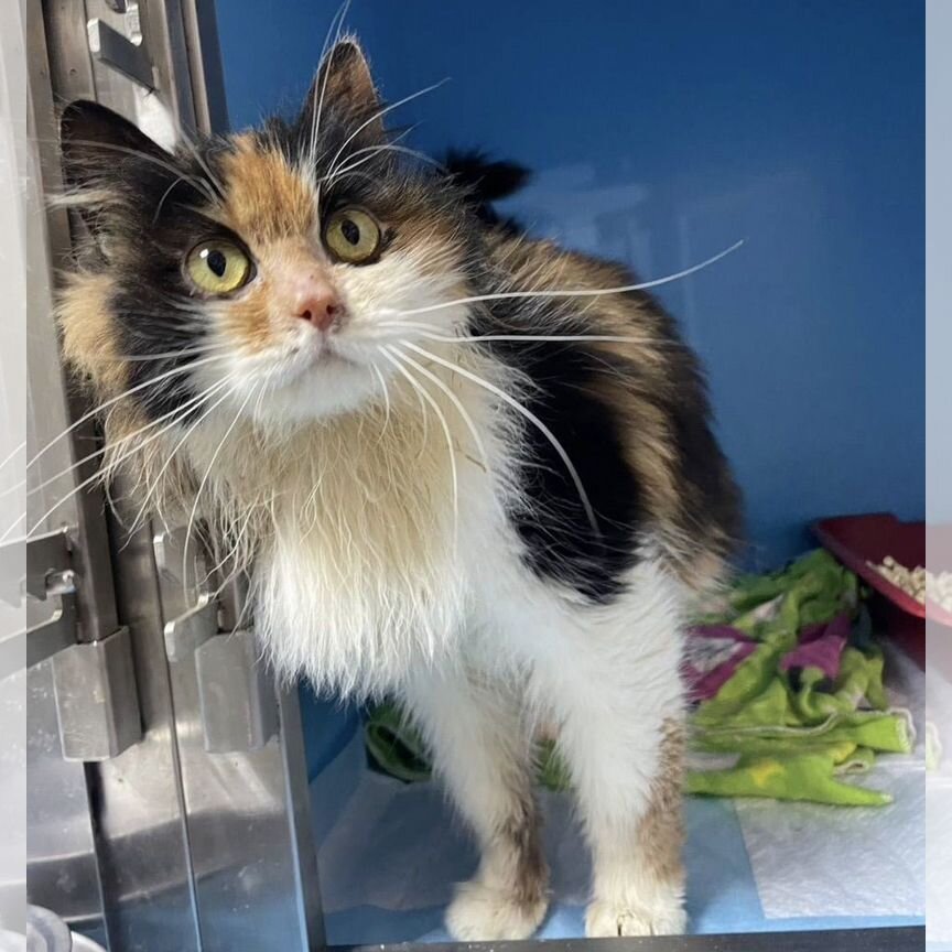 Взрослая, кошка в добрые руки