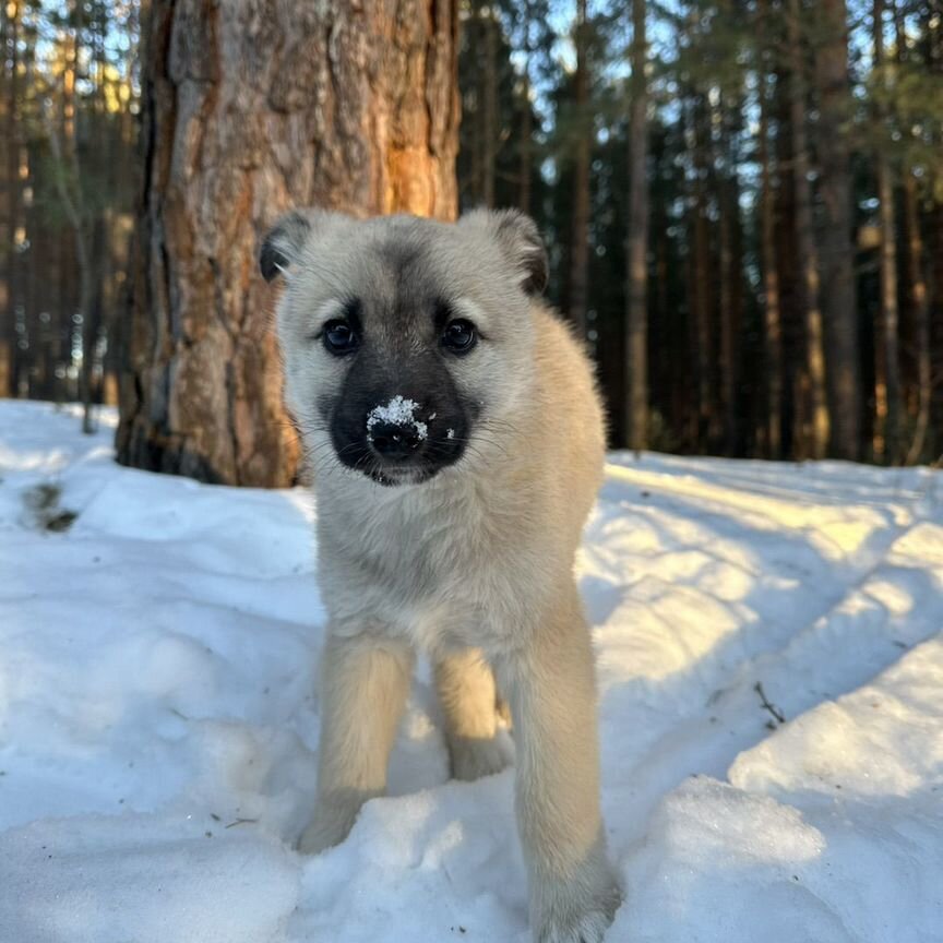 Щенок в добрые руки