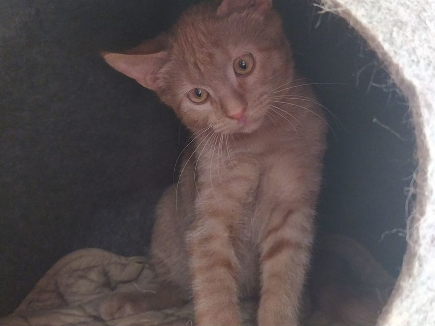 Котёнок-рысёнок, 4 мес, ищет маму
