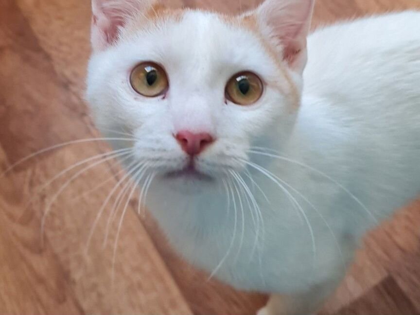 Котенок мальчик 4 месяца