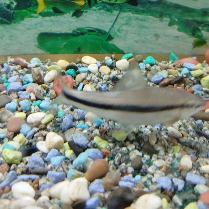 Сиамский водорослеед мирная рыбка