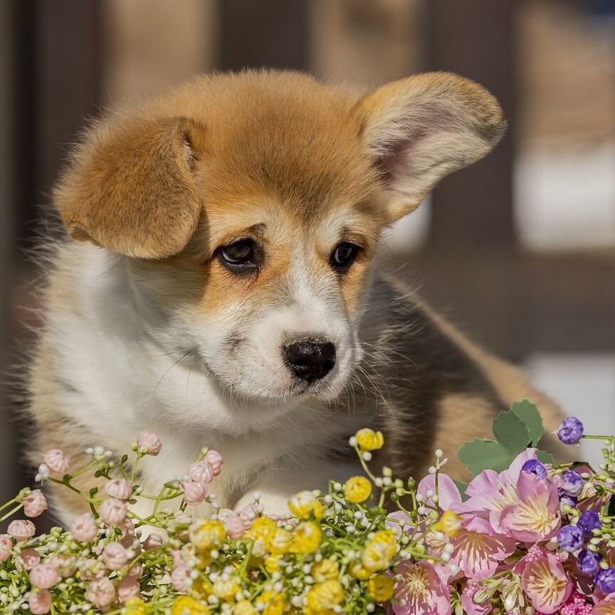 Мальчик вельш корги пемброк