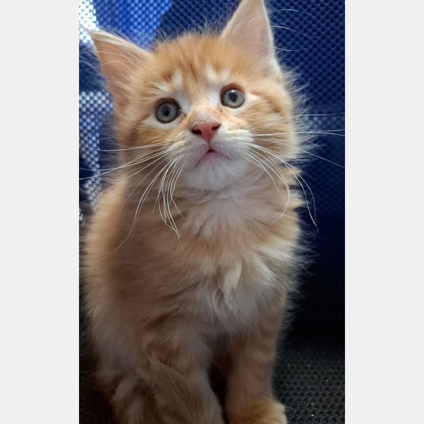 Котятки мейн кунятки