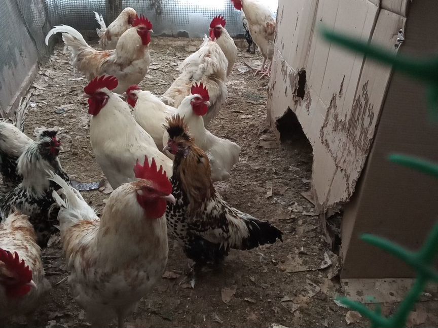 Продам породистого петуха