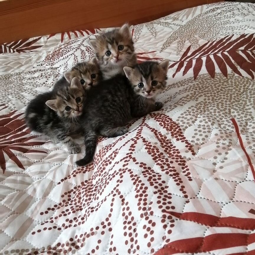 Отдам котят в добрые руки