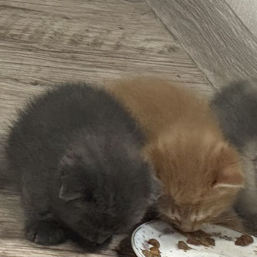 Котики бесплатно