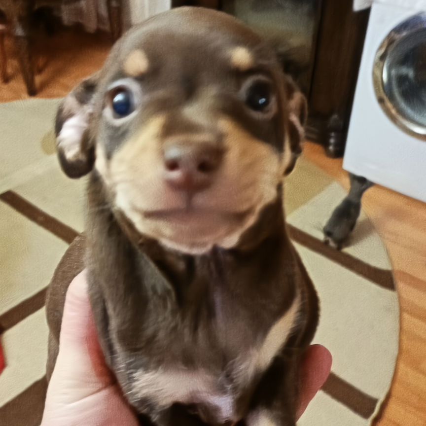 Русский той-терьер, щенок