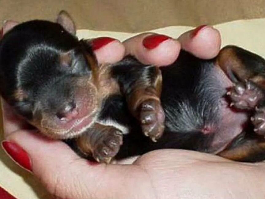 Йоркширский терьер мини беби фейс щенки