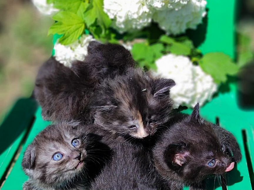 Котята