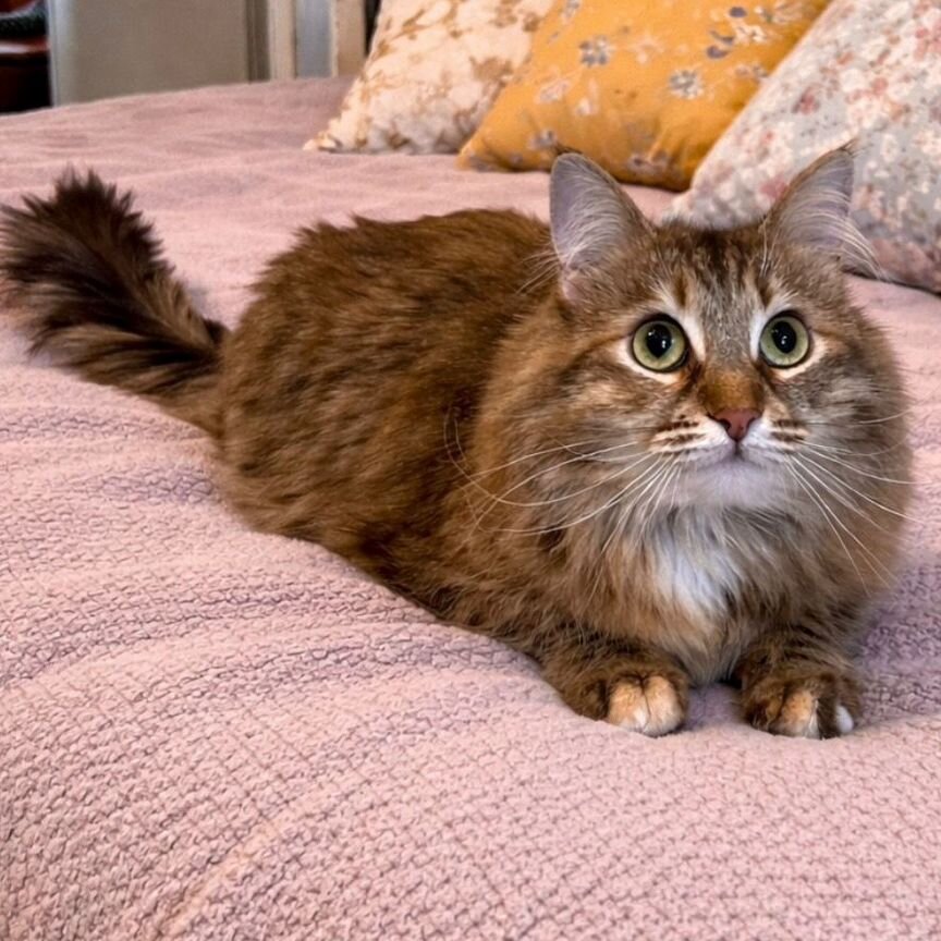 Сибирская, взрослая кошка