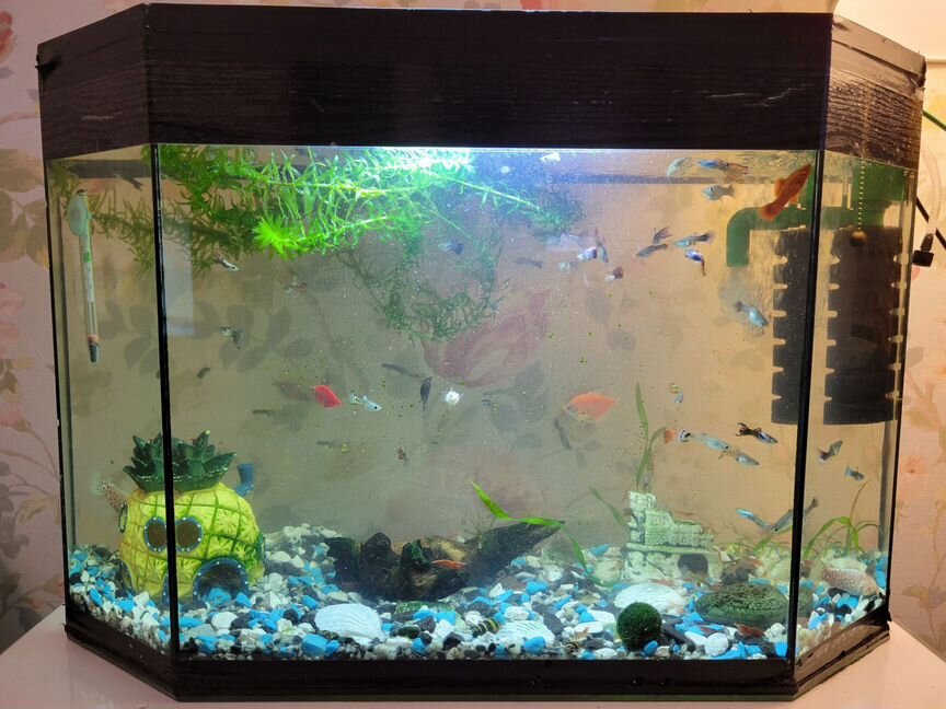 Аквариум 45 литров с рыбками и аксессуарами