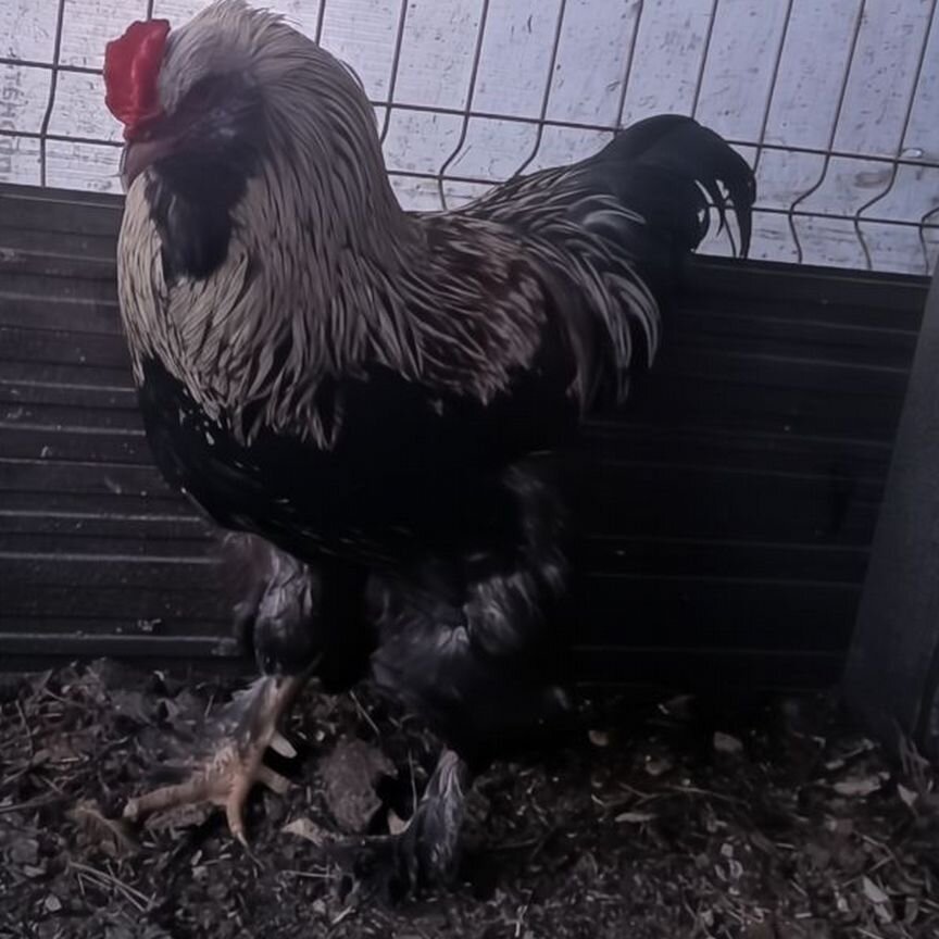 Петух породы Фавероль