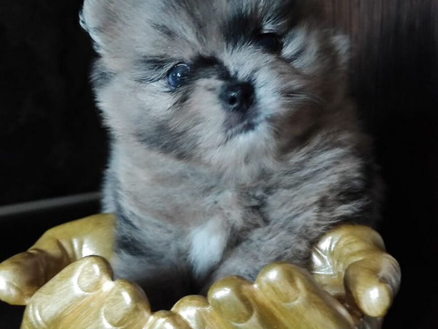 Плюшевая шпицедевчуля