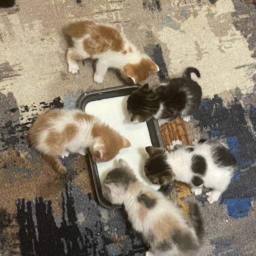 Котёнок в добрые руки