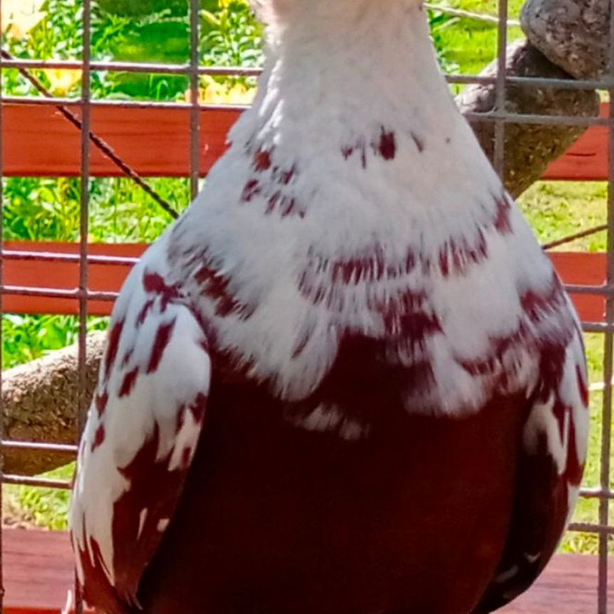 Голубка 2022 года