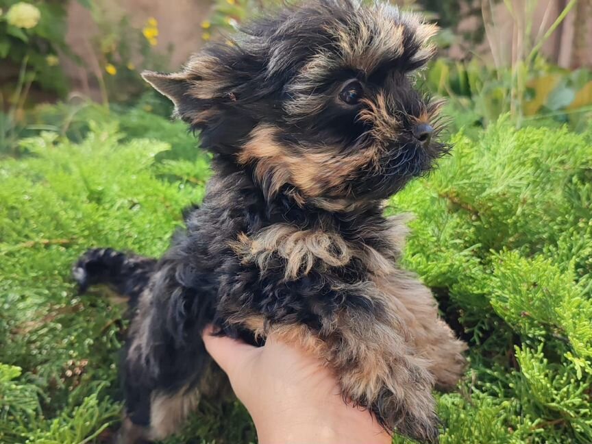 Чёрно-подпалый йорк