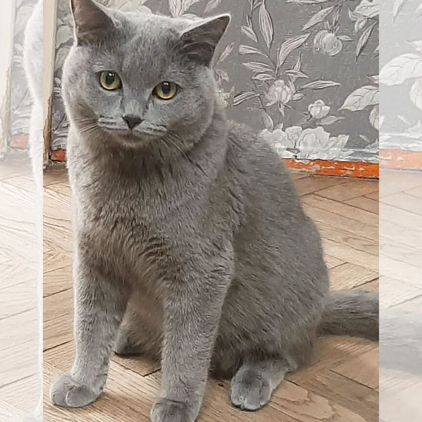 Британский молодой кот
