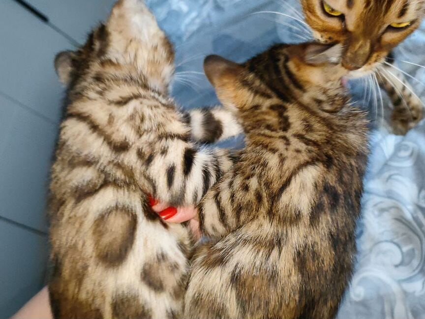 Бенгальские котята