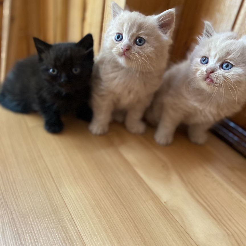 Котята в добрые руки бесплатно