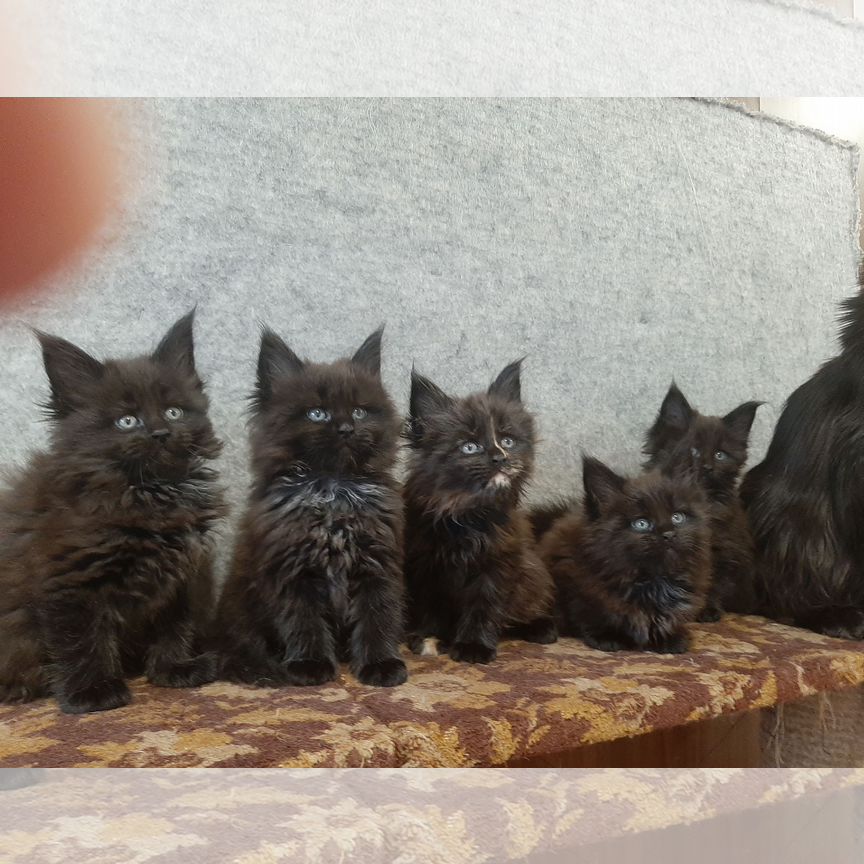 Мейн-кун котёнок