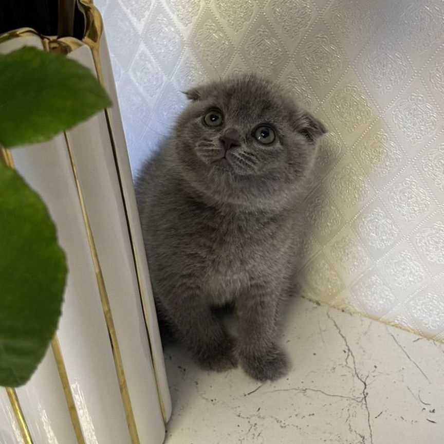Шотландская вислоухая котенок
