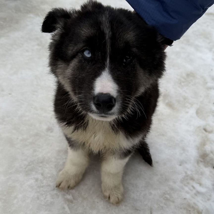 Щенок в добрые руки