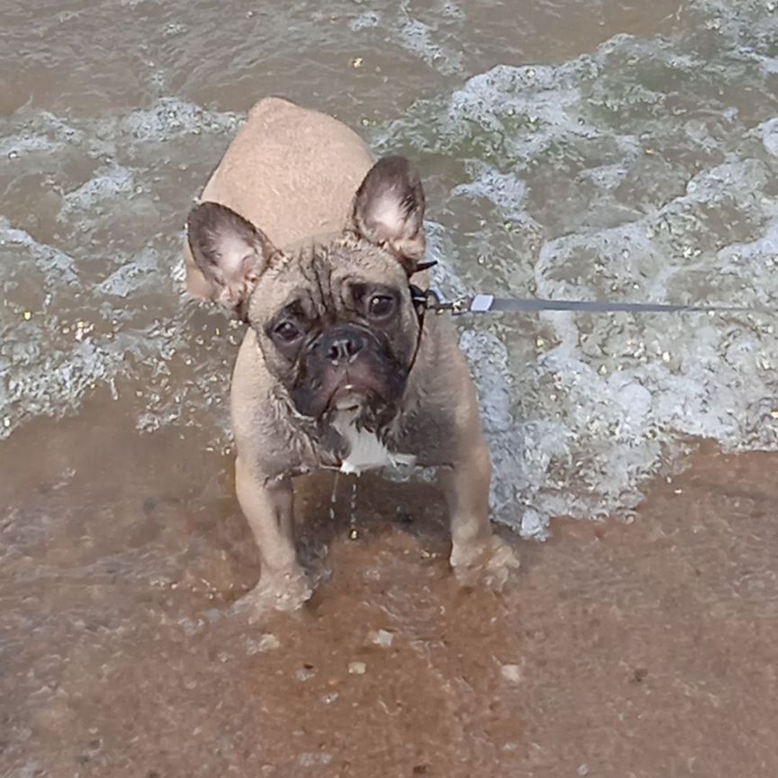 Французский бульдог