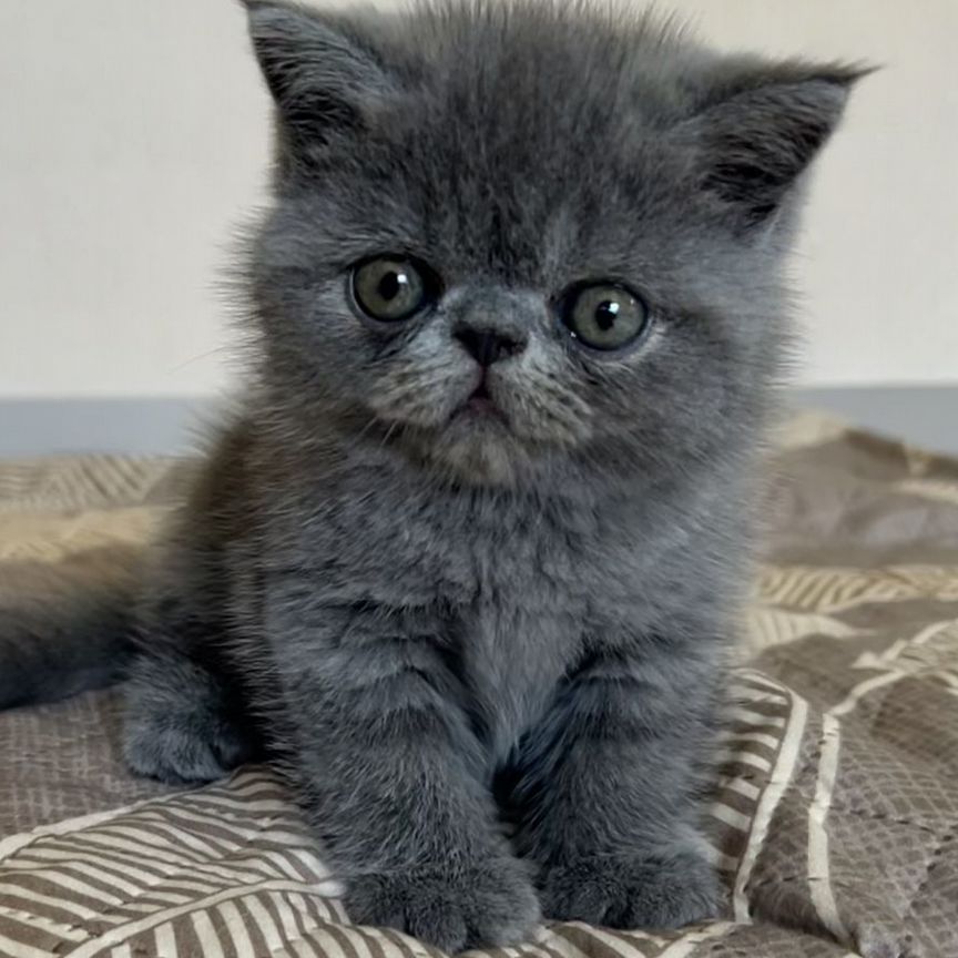 Экзотический котик