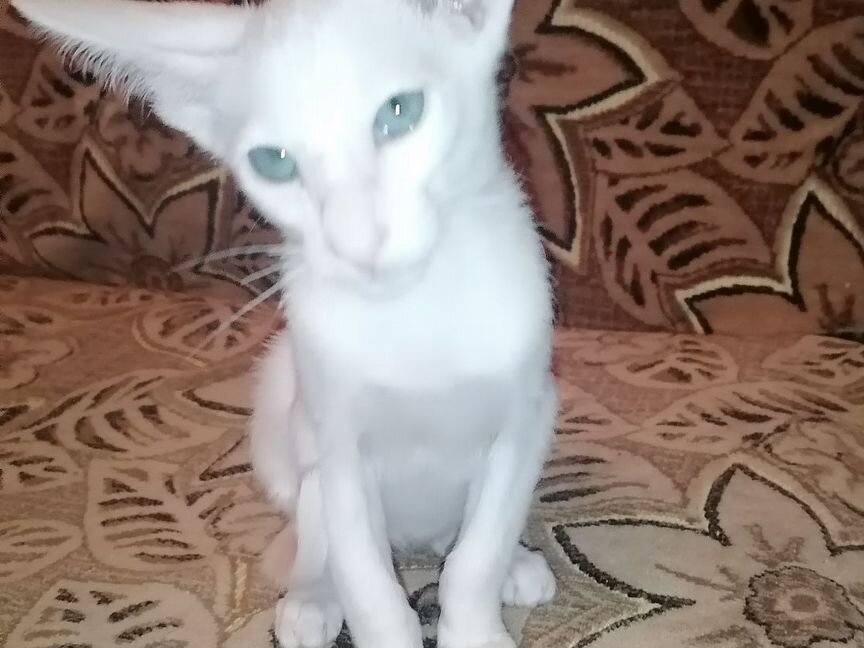 Ориентальные котята