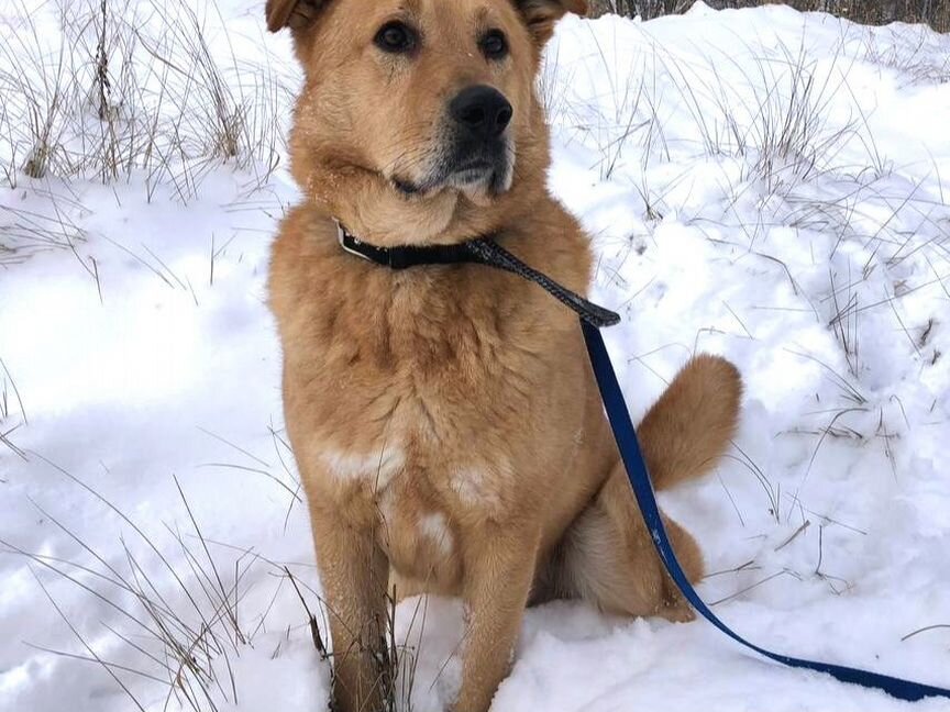 Наидобрейшая собака из приюта станет верным другом