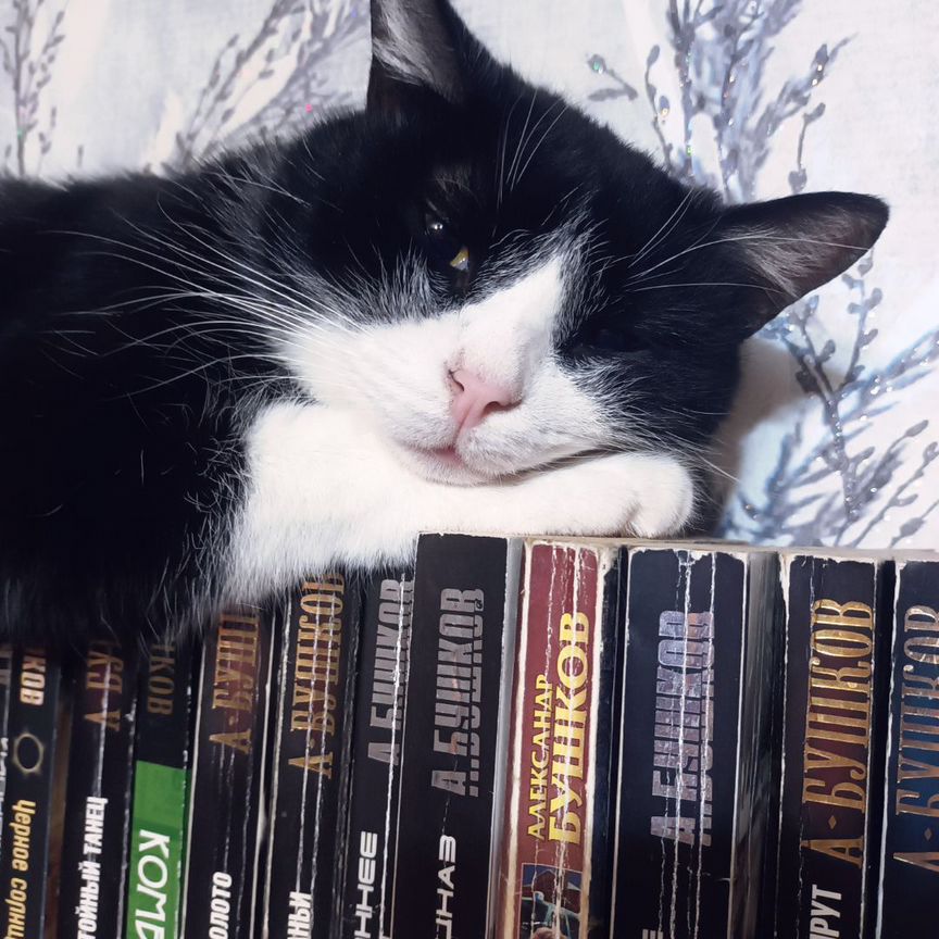 Кот