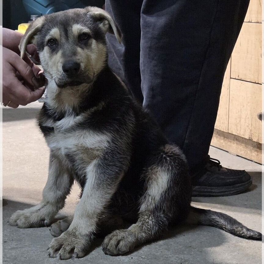 Щенок в добрые руки