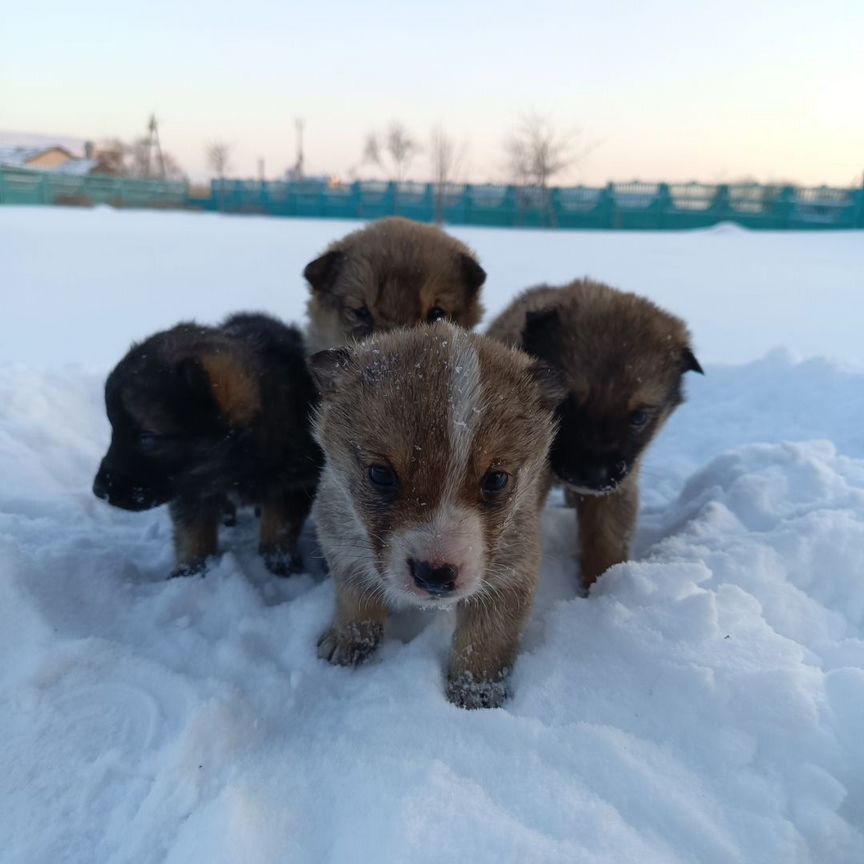 Щенок в добрые руки