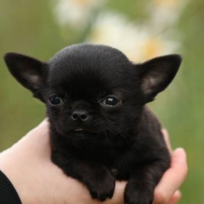 Чихуахуа супер мини