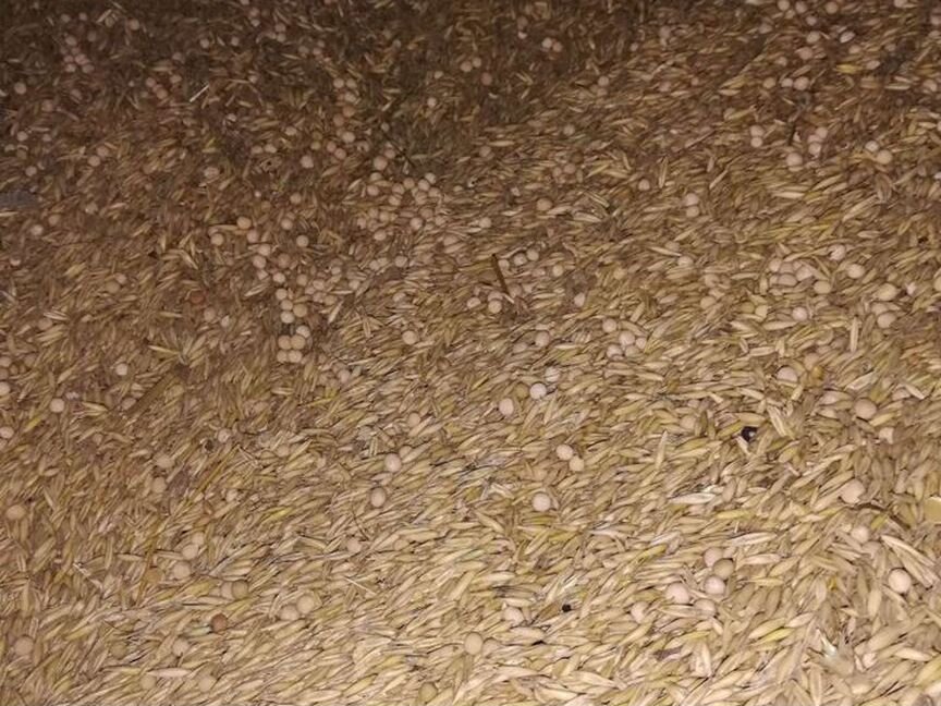 Ячмень,пшеница, овес