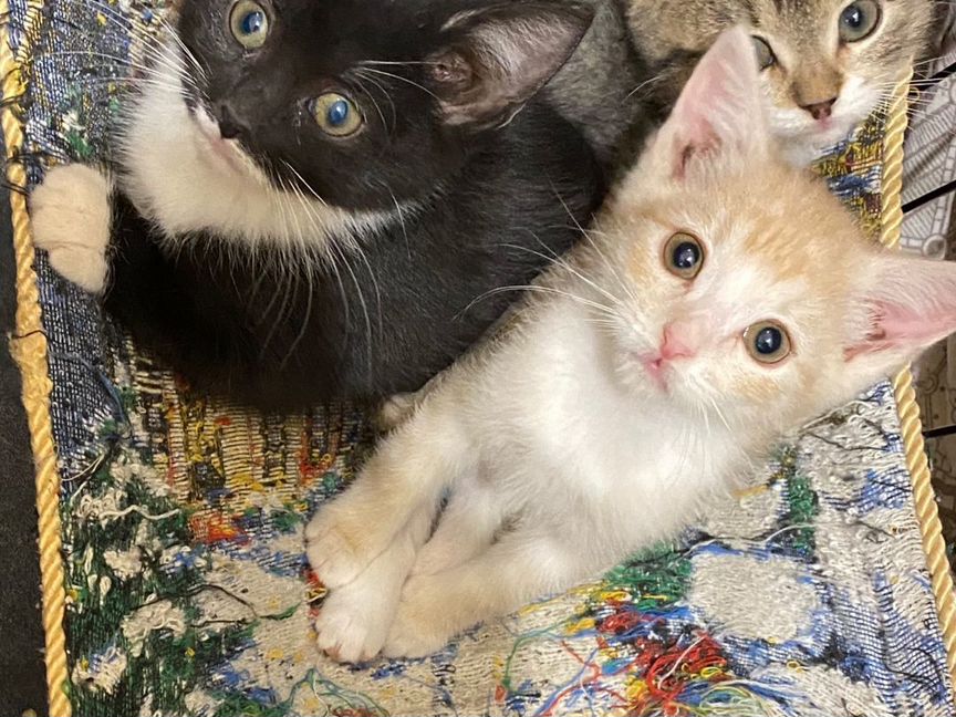 Котята 1.5 месяца рыжий мальчик и серая девочка