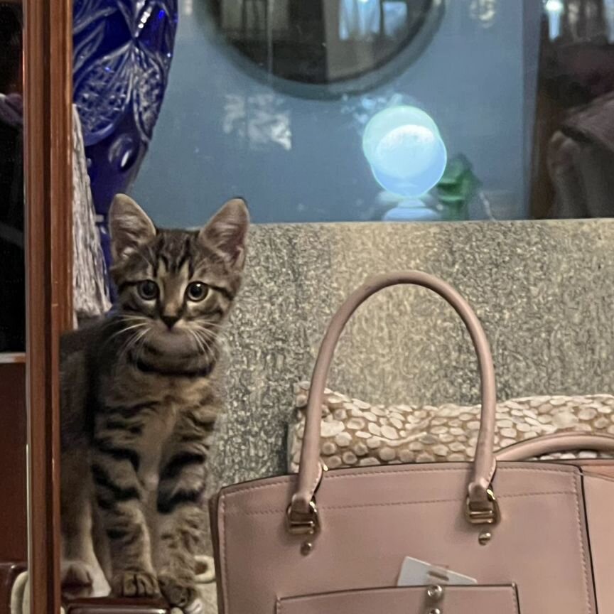 Кот в дом - радость в дом