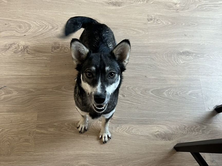 Коротколапая собачка маленькая в добрые руки