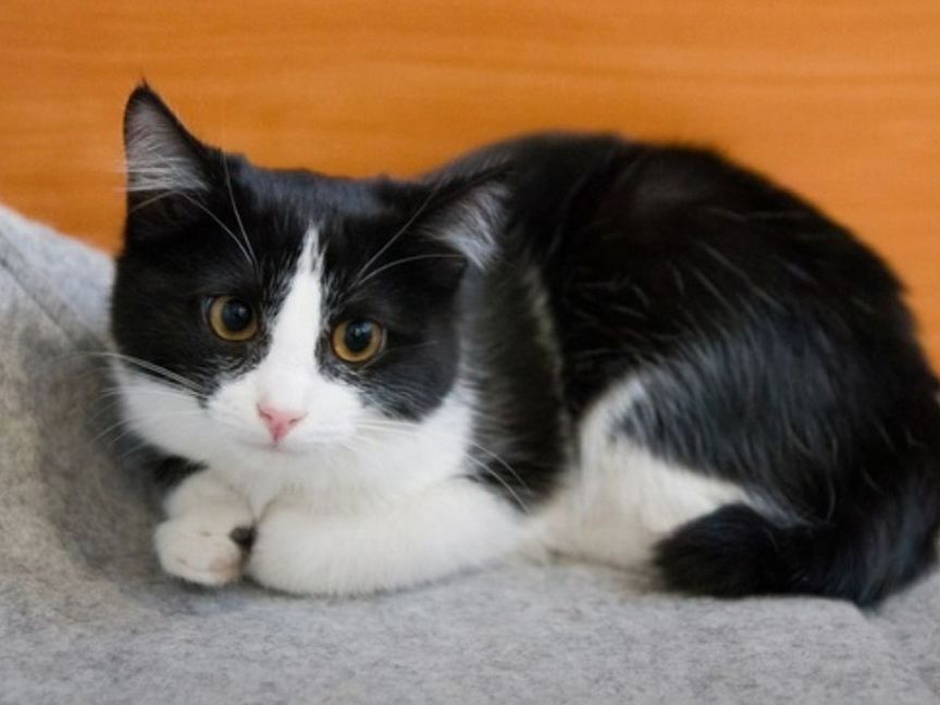 Котенок девочка 4 месяца