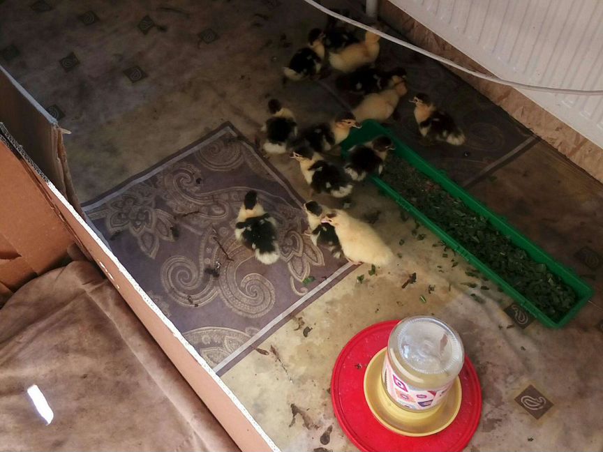 Утята индоутки, шипуны