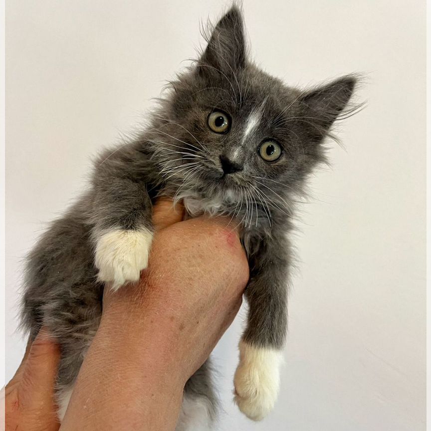 Котенок
