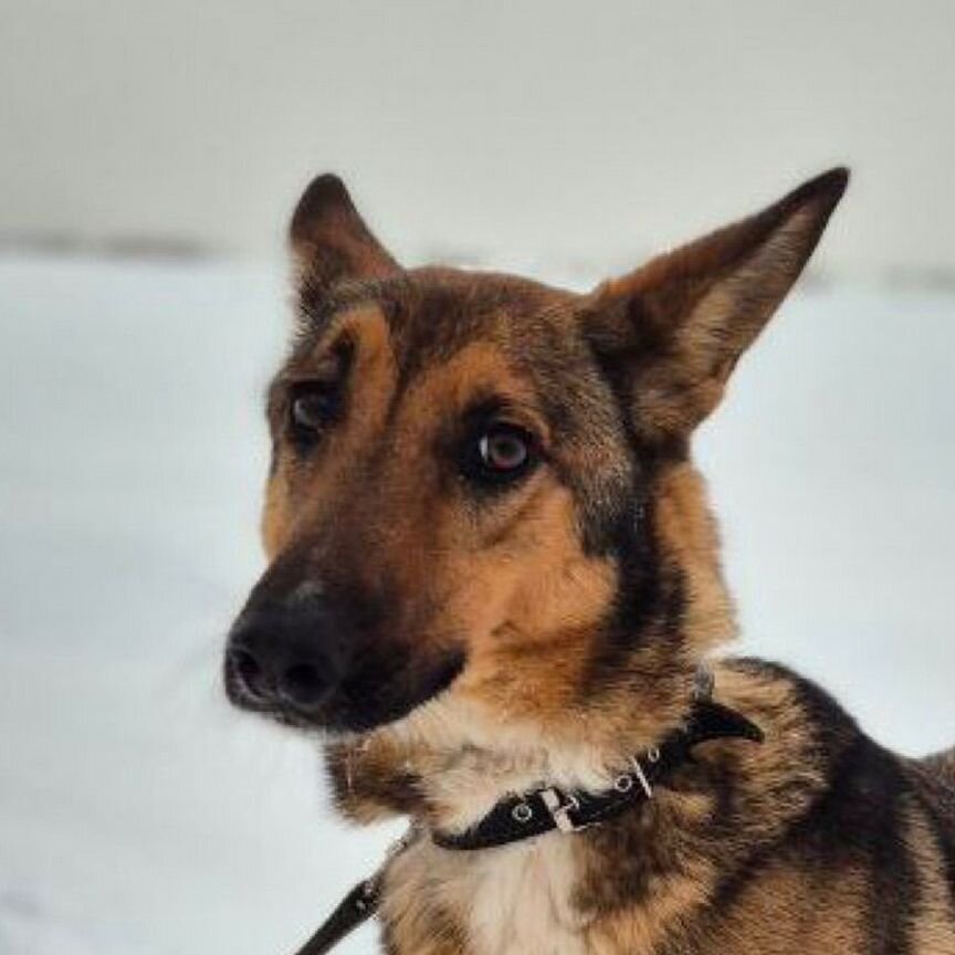 Некрупная худенькая собака