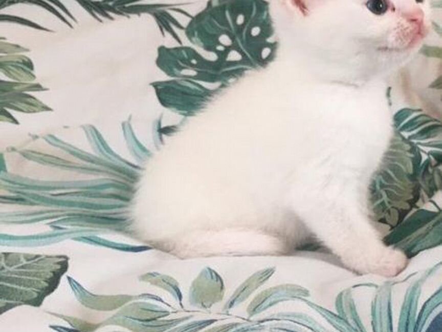 Турецкая Ангора мальчик