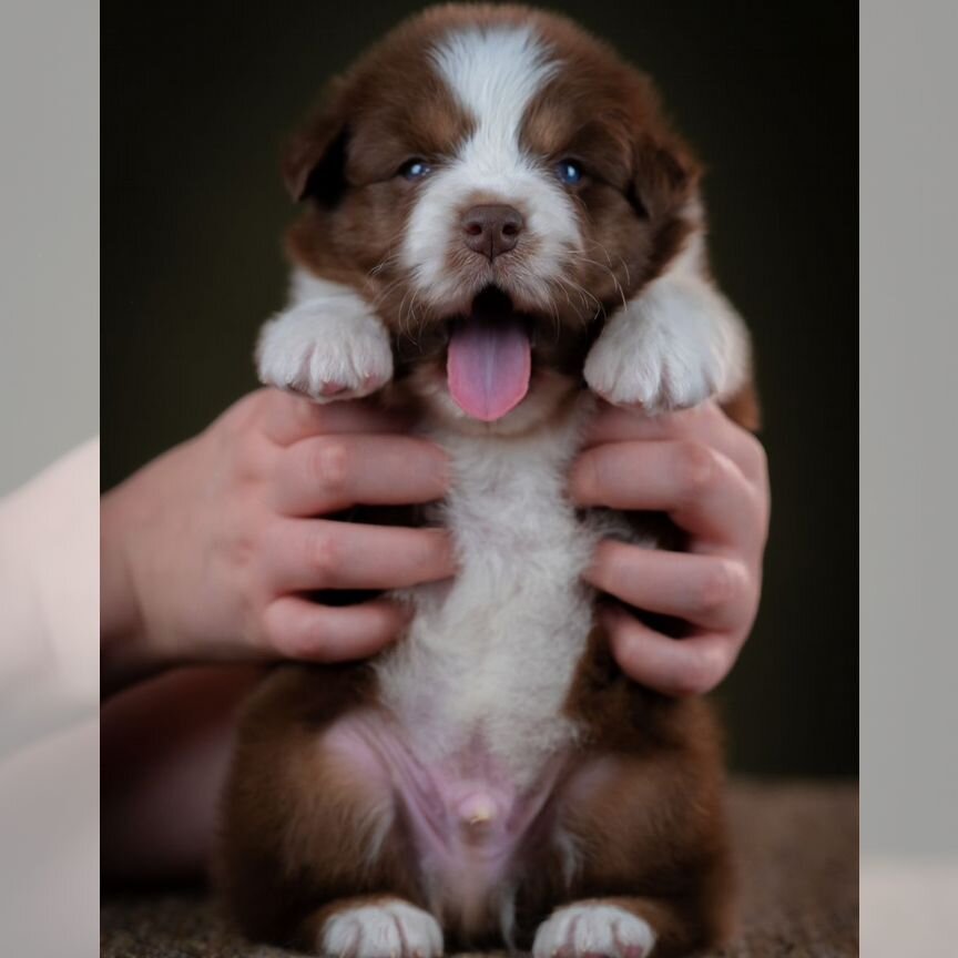 Австралийская овчарка, щенок