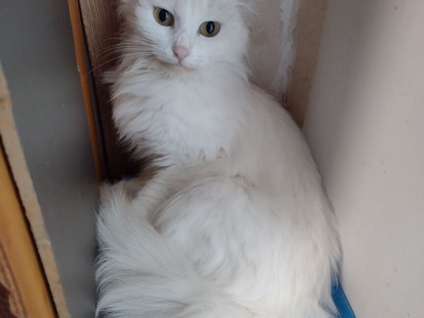 Турецкая ангора