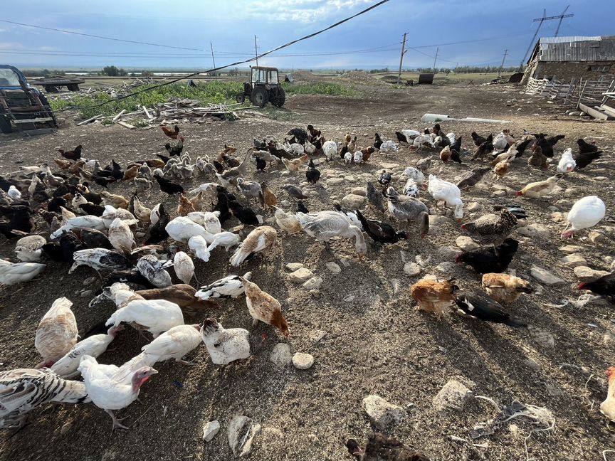 Куры домашние